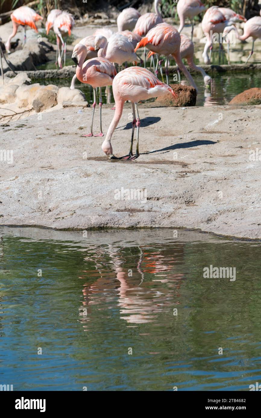 Group birds of pink European Flamingo, Phoenicopterus roseus Stock ...