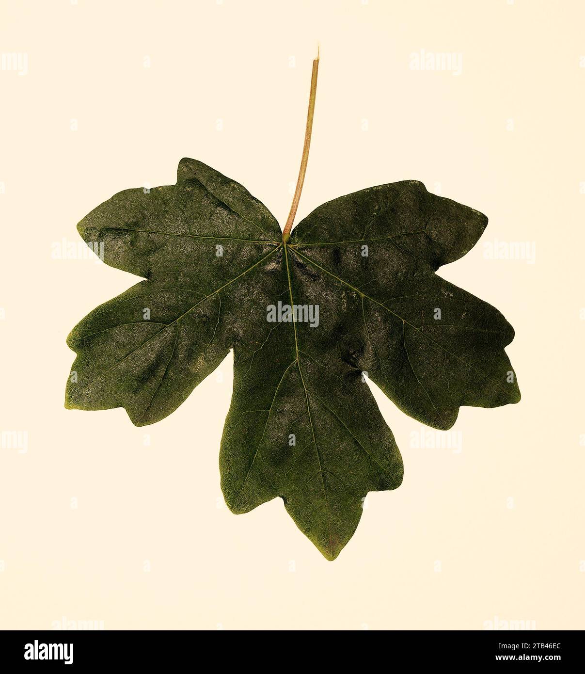 Acer campestre 'Field Maple' - LEAF Stock Photo - Alamy