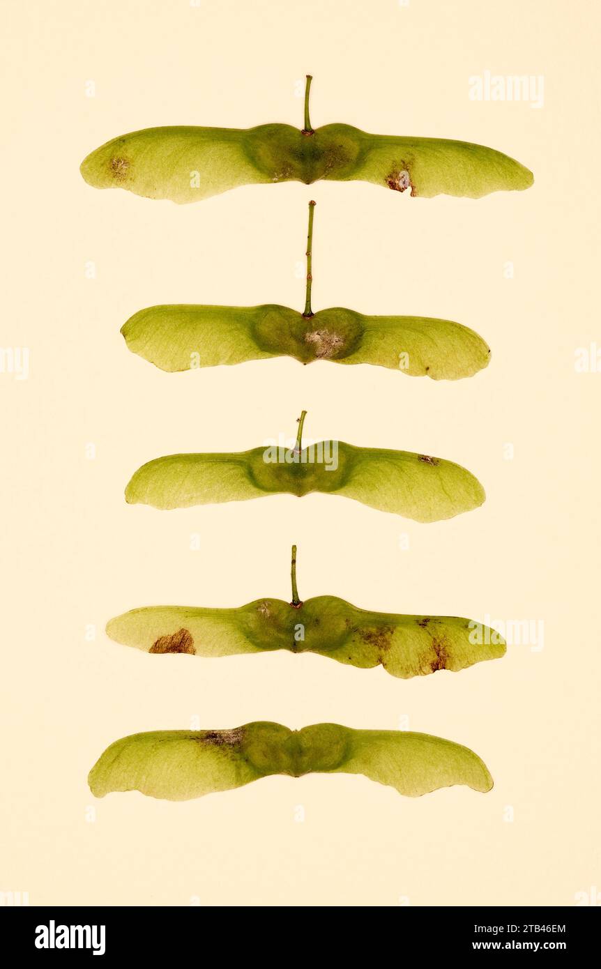 Field maple leaves seeds hi-res stock photography and images - Alamy