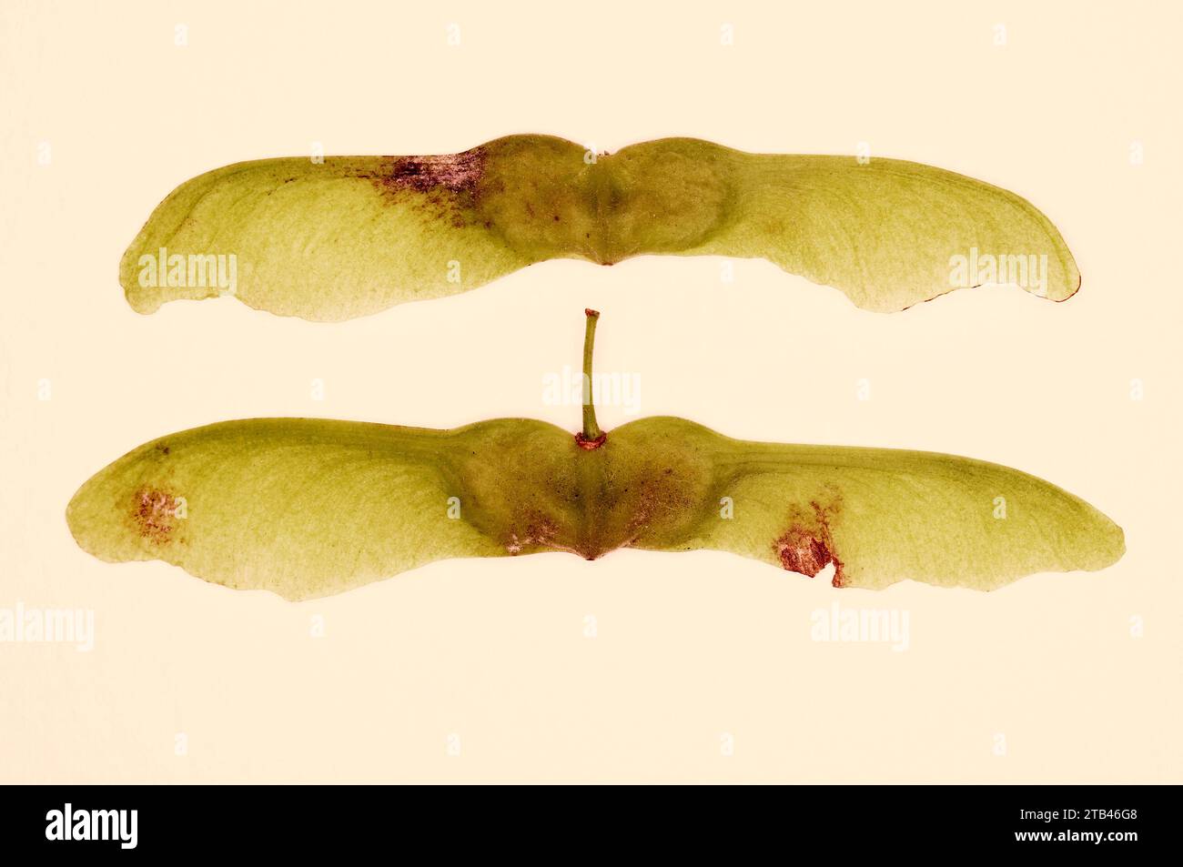 Field maple leaves seeds hi-res stock photography and images - Alamy