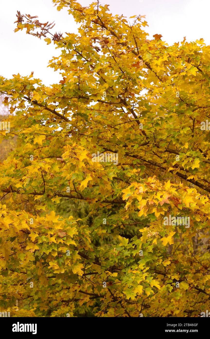 Acer campestre 'Field Maple' - AUTUMN COLOURS Stock Photo - Alamy