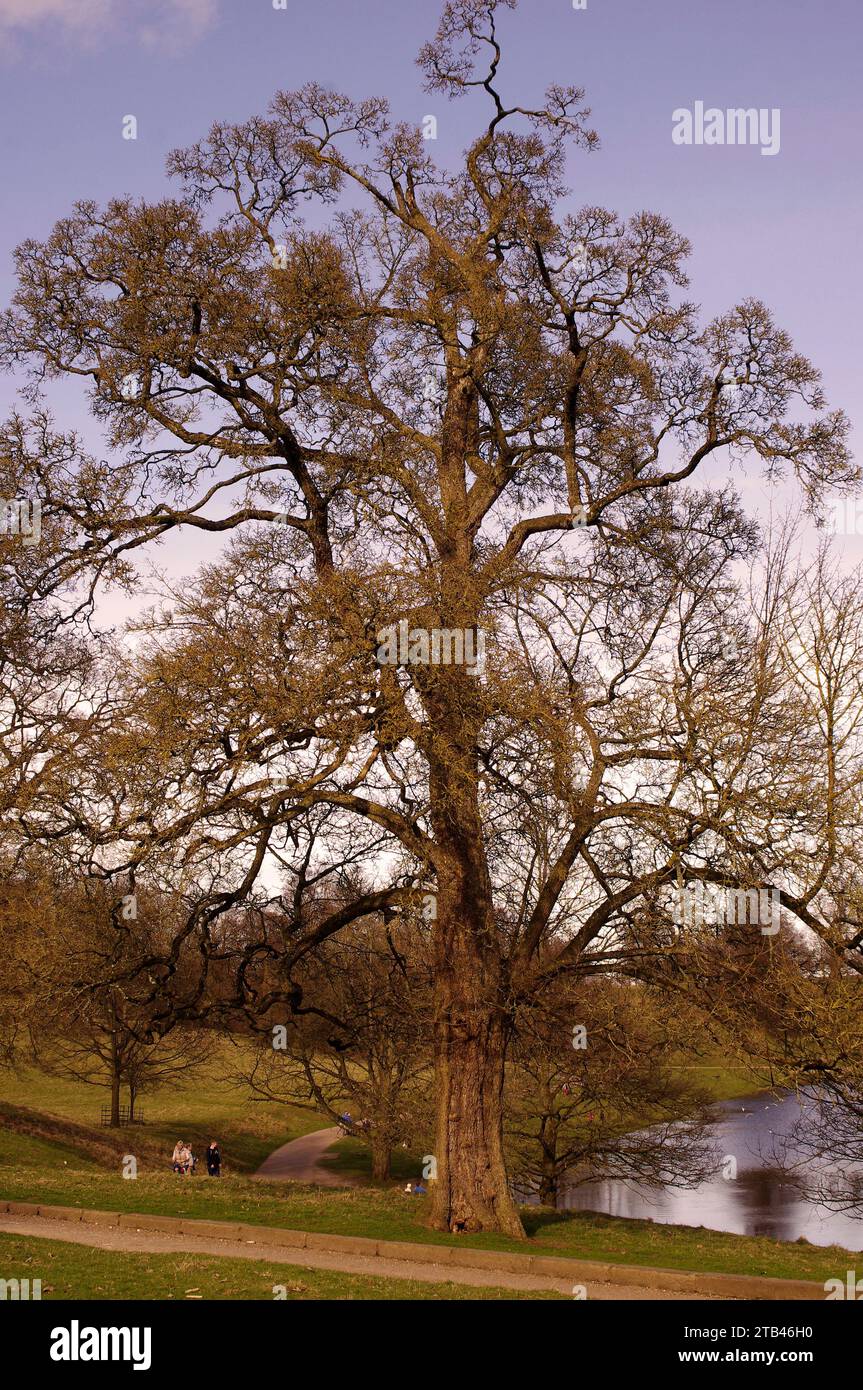 Maple tree in winter hi-res stock photography and images - Alamy