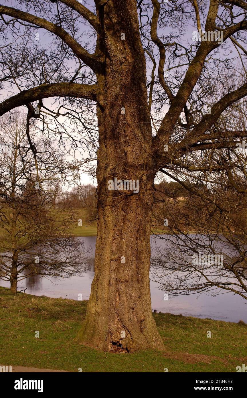 Acer campestre 'Field Maple' - TREE IN WINTER Stock Photo - Alamy
