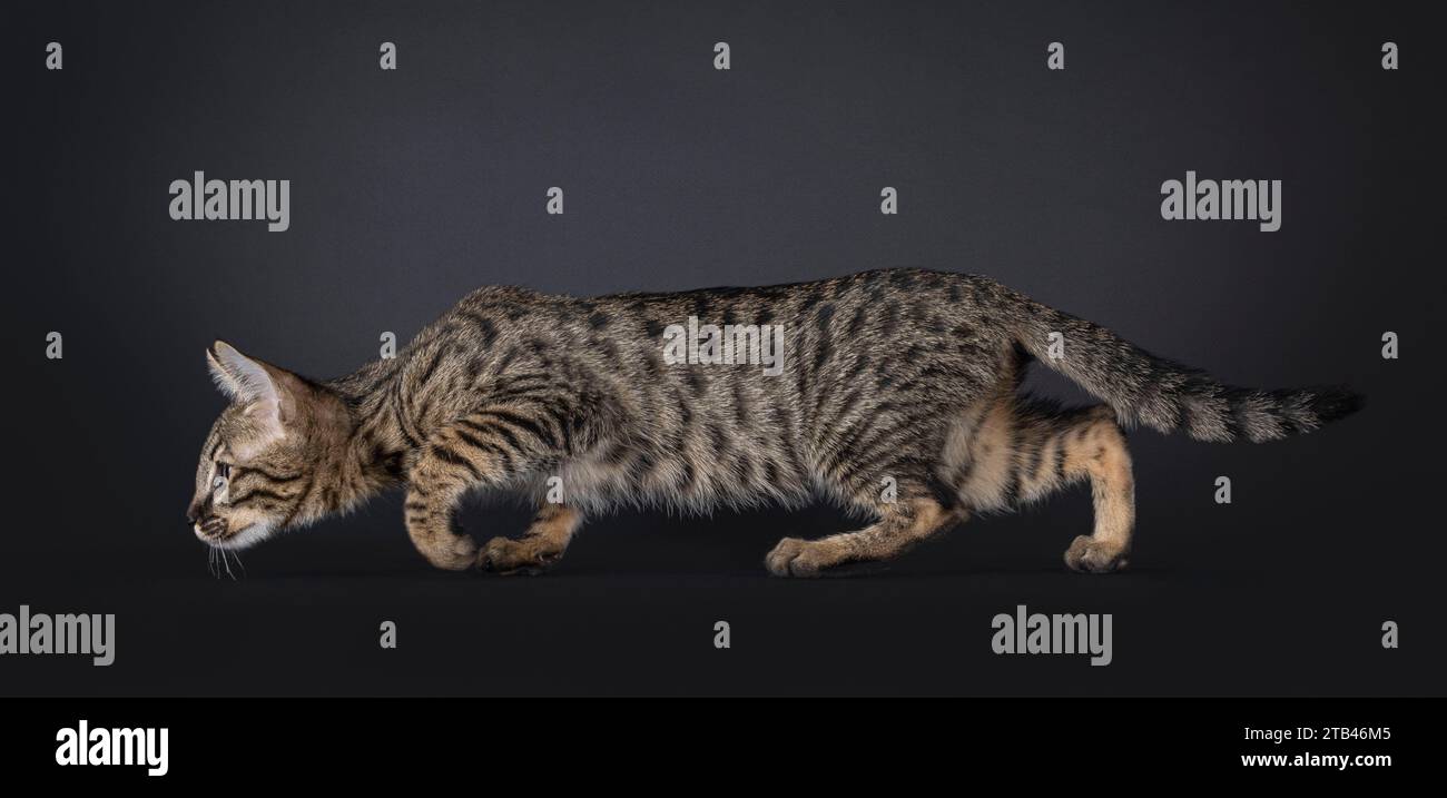 Cute spotted F6 Savannah cat kitten, walking in hunting pose side ways ...