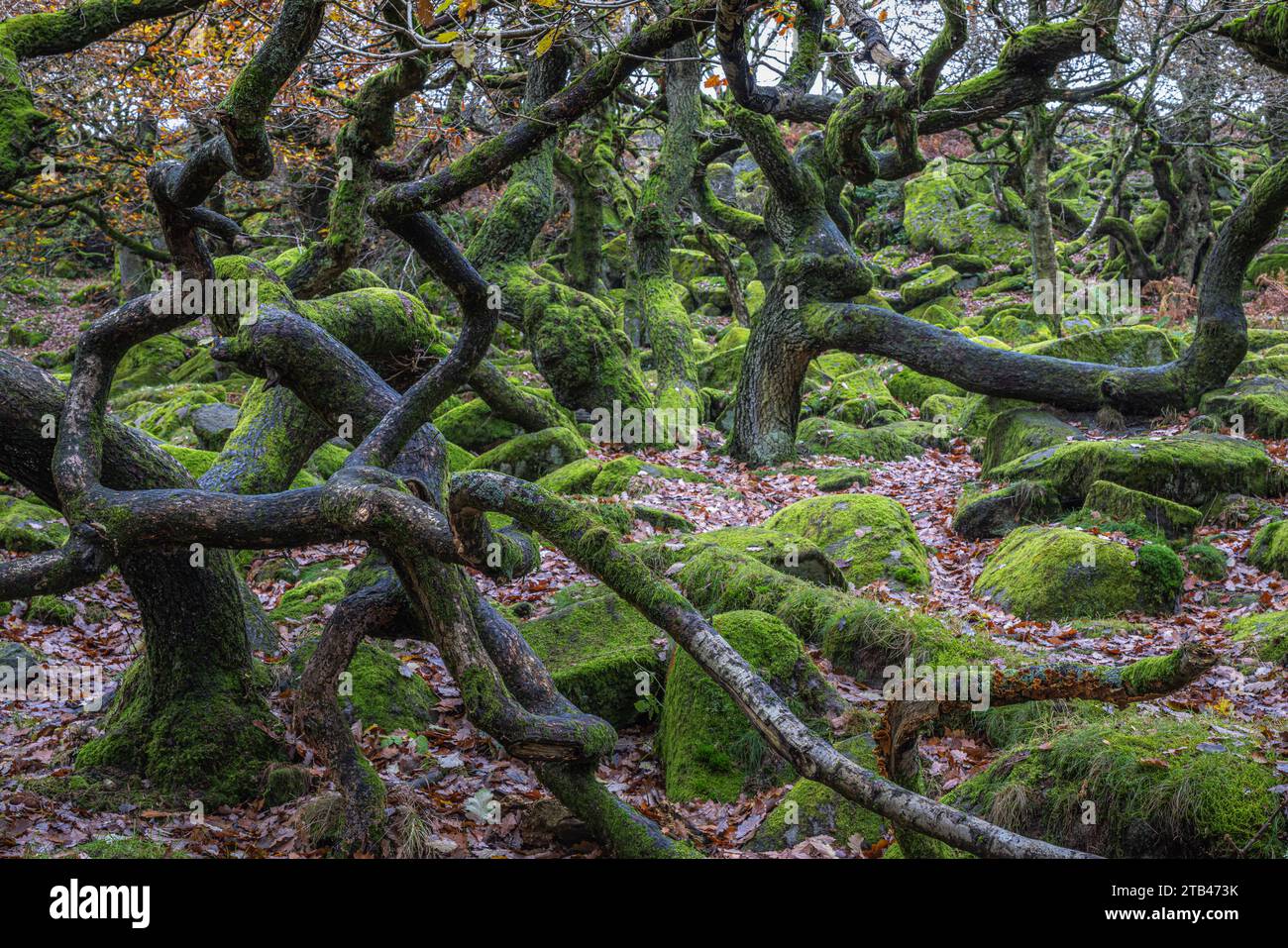 Twisted moss hi-res stock photography and images - Alamy