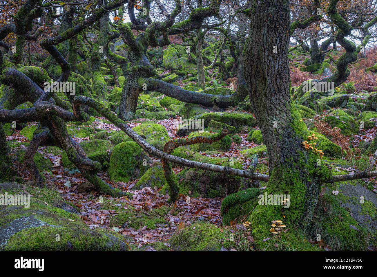 Mysterious twisted oak trees and rocks covered in moss Stock Photo - Alamy
