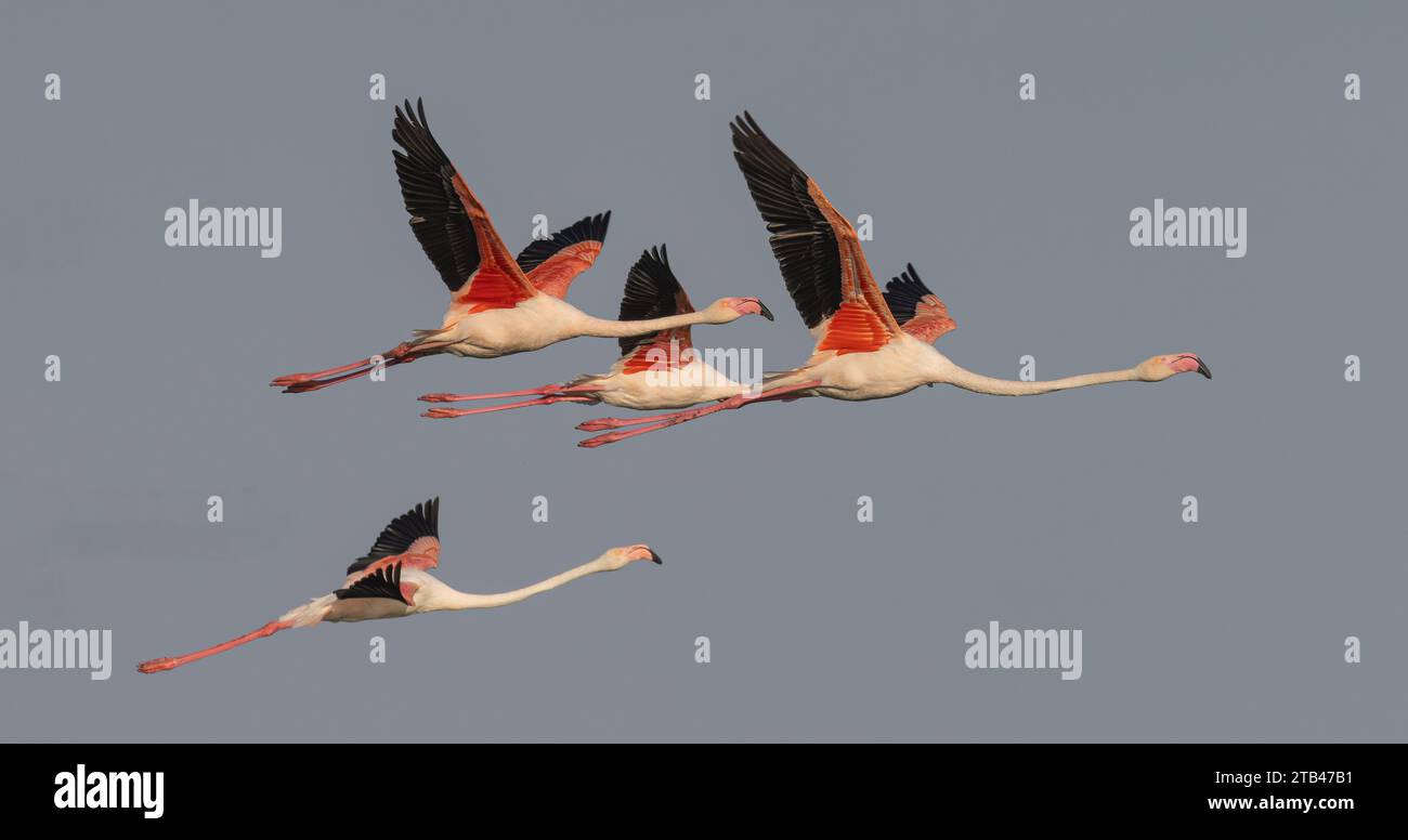 flying Flamingos in the Camargue National Park, France Stock Photo - Alamy