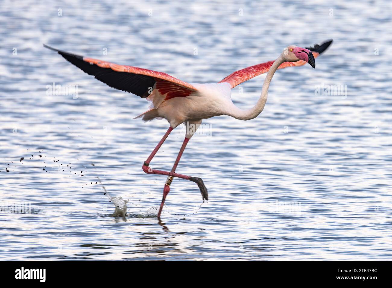 A Greater Flamingo taking off in the waters of the Camargue National ...