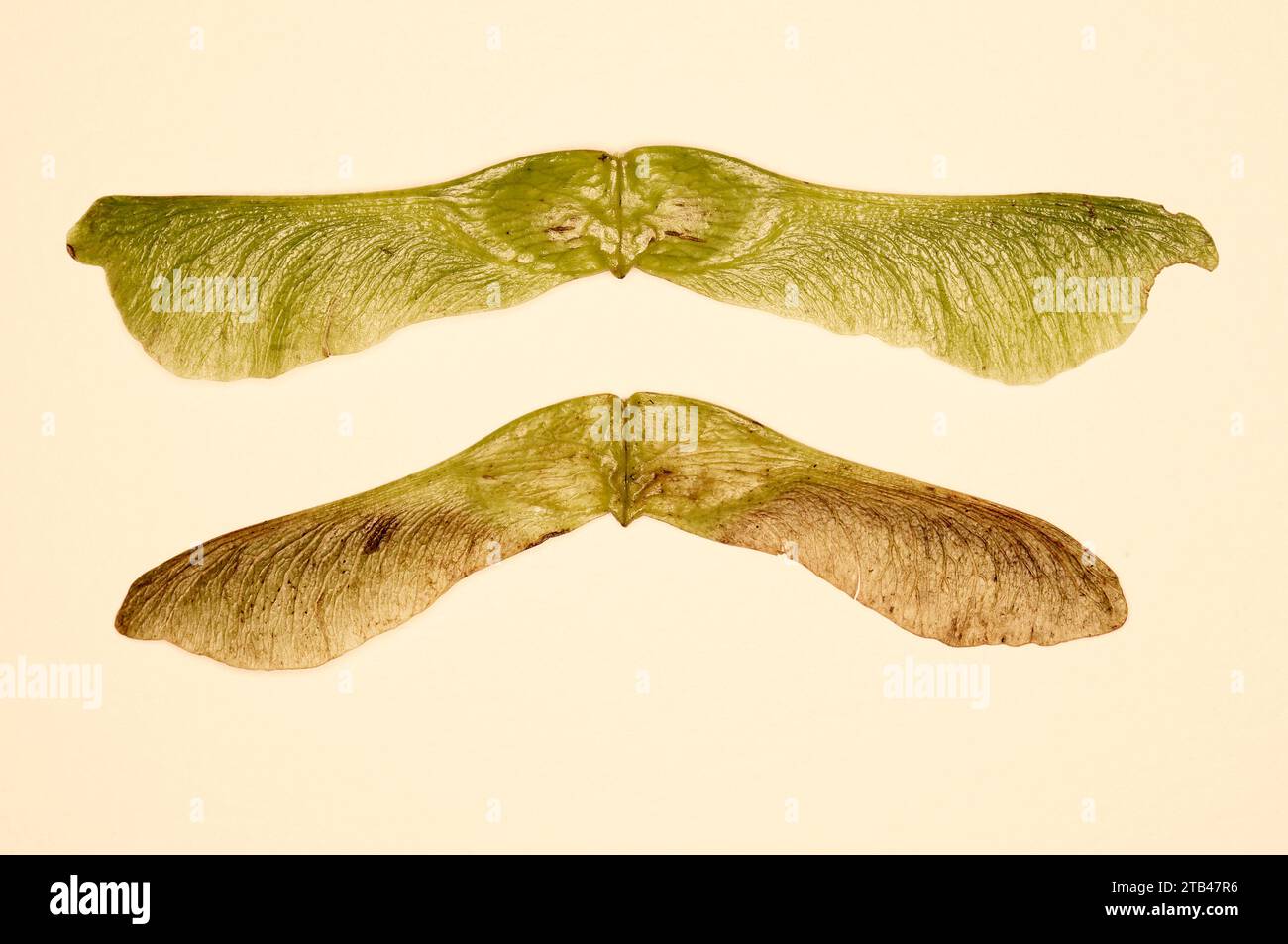 Acer platanoides 'Norway Maple' - SEEDS Stock Photo - Alamy