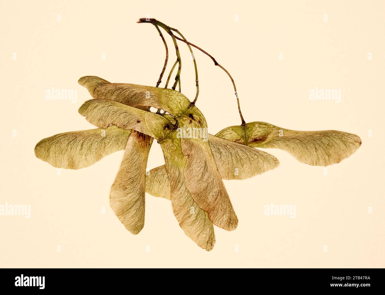 Acer platanoides 'Norway Maple' - SEEDS Stock Photo - Alamy