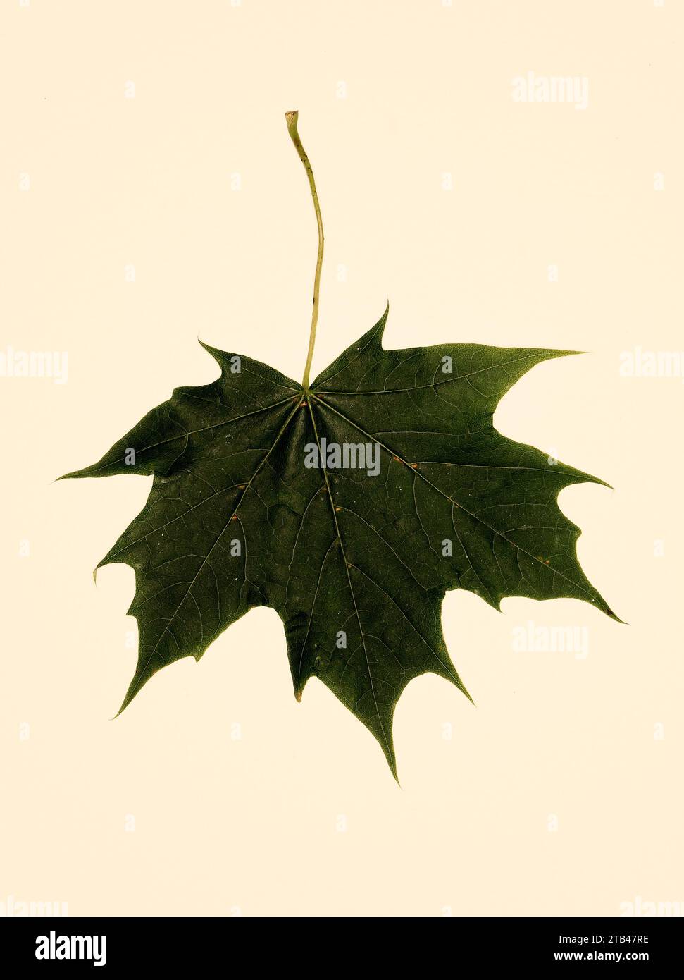 Norway maple leaf hi-res stock photography and images - Alamy
