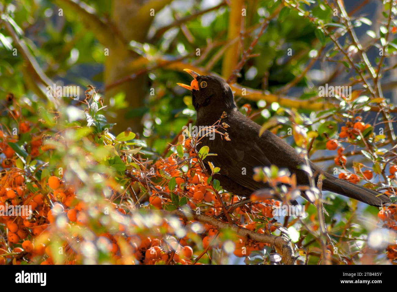A series of 4 photos which show a blackbird swallowing an orange berry ...