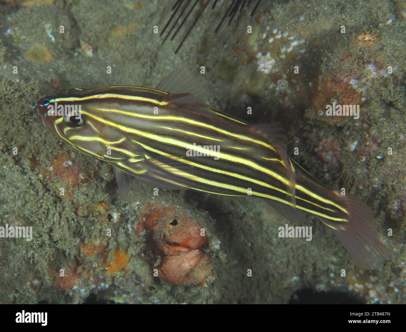 Grammistes hi-res stock photography and images - Alamy