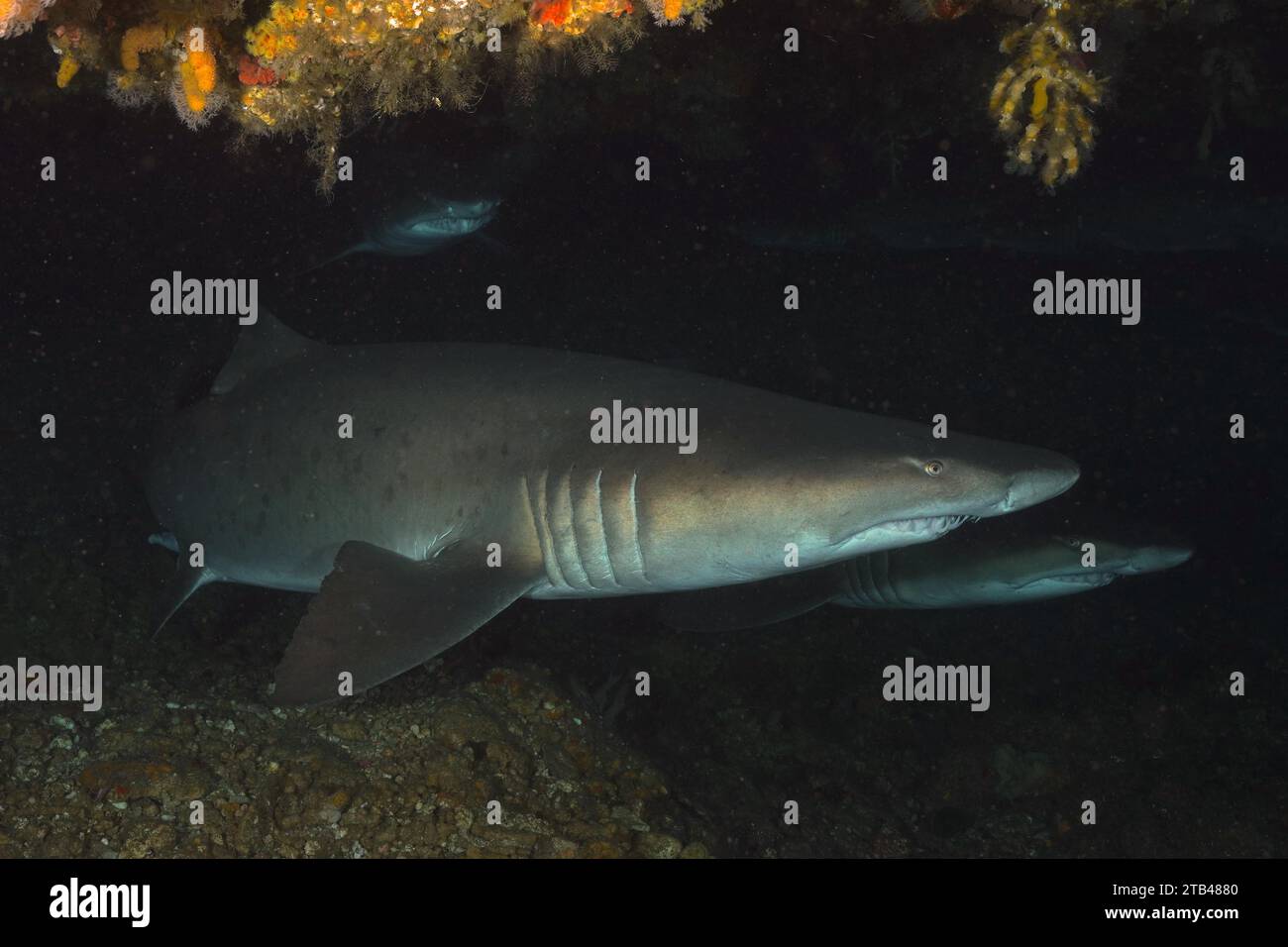 Three sand tiger sharks (Carcharias taurus) in their cave, dive site ...