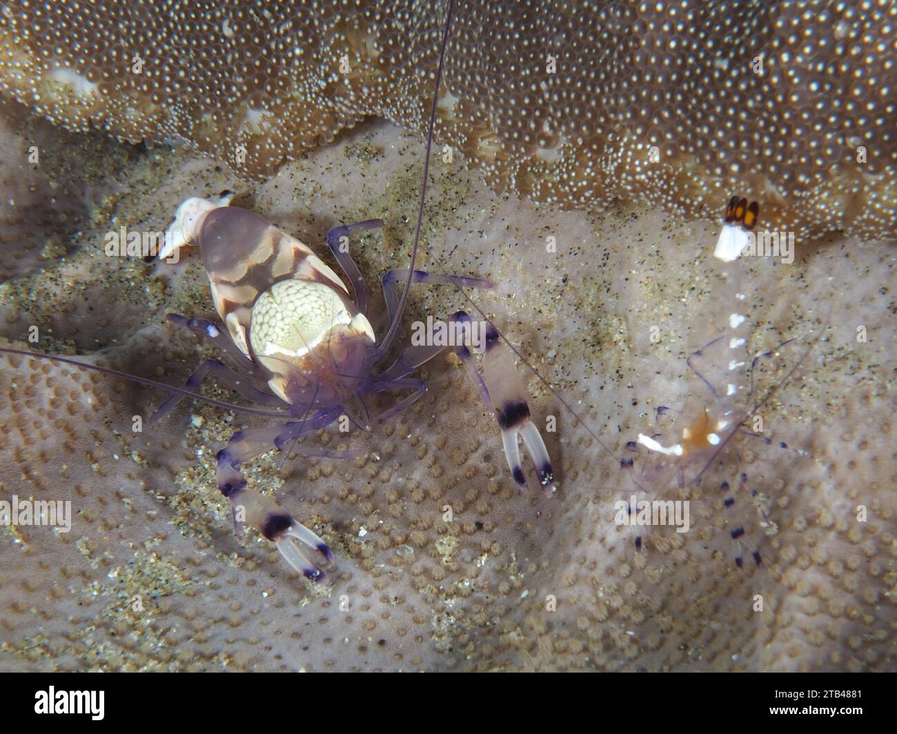 Two specimens of peacock-eyed glass anemone shrimp (Ancylocaris ...