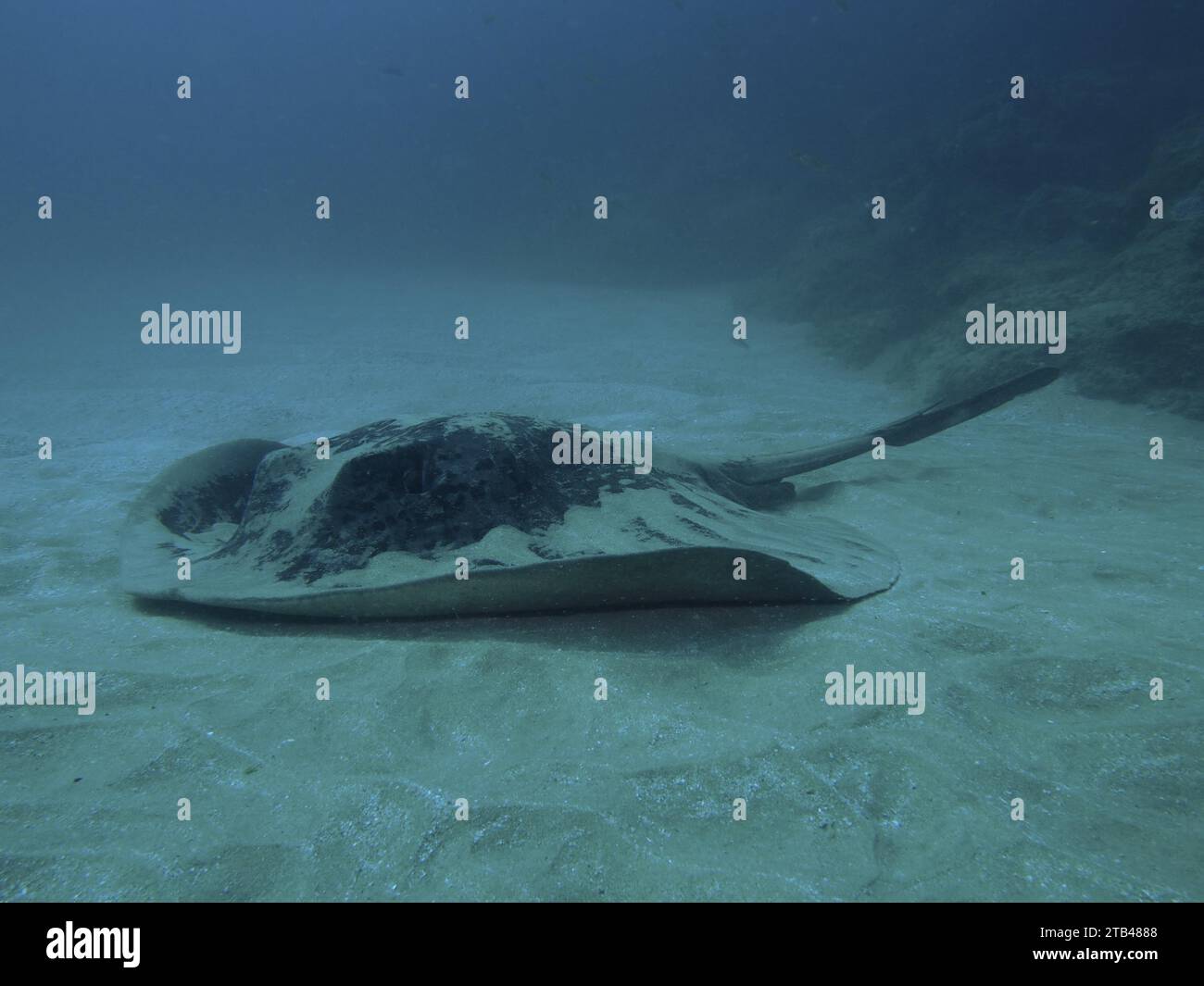 Stingray marine hi-res stock photography and images - Alamy