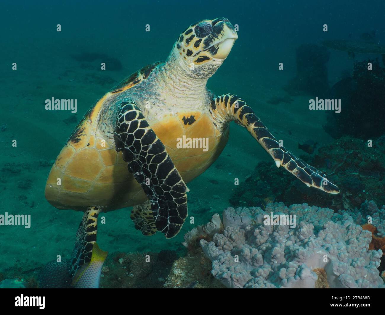 Sodwana bay turtle hi-res stock photography and images - Alamy