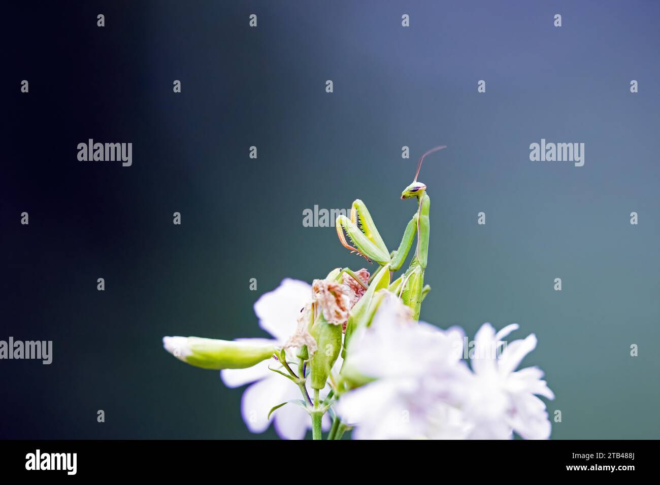 European mantis (Mantis religiosa) green variant, lying in wait for ...