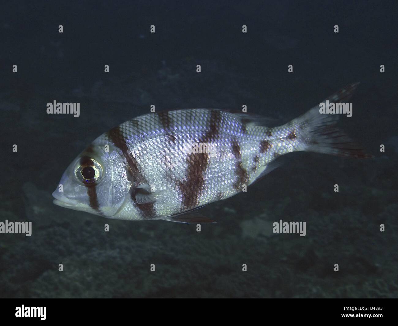Robinson's big-headed snapper (Gymnocranius grandoculis), big-headed ...