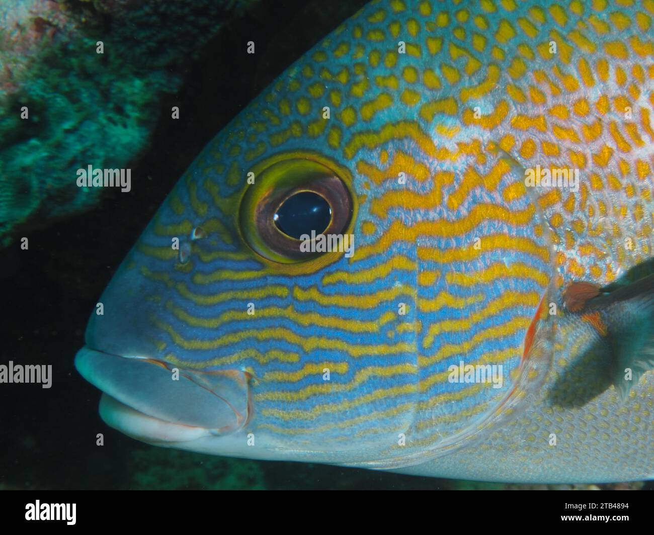 Close-up, eye of orange spotted sweetlips (Plectorhinchus ...