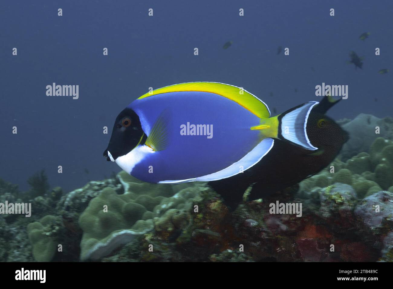 Powder blue tang (Acanthurus leucosternon), dive site Sodwana Bay ...
