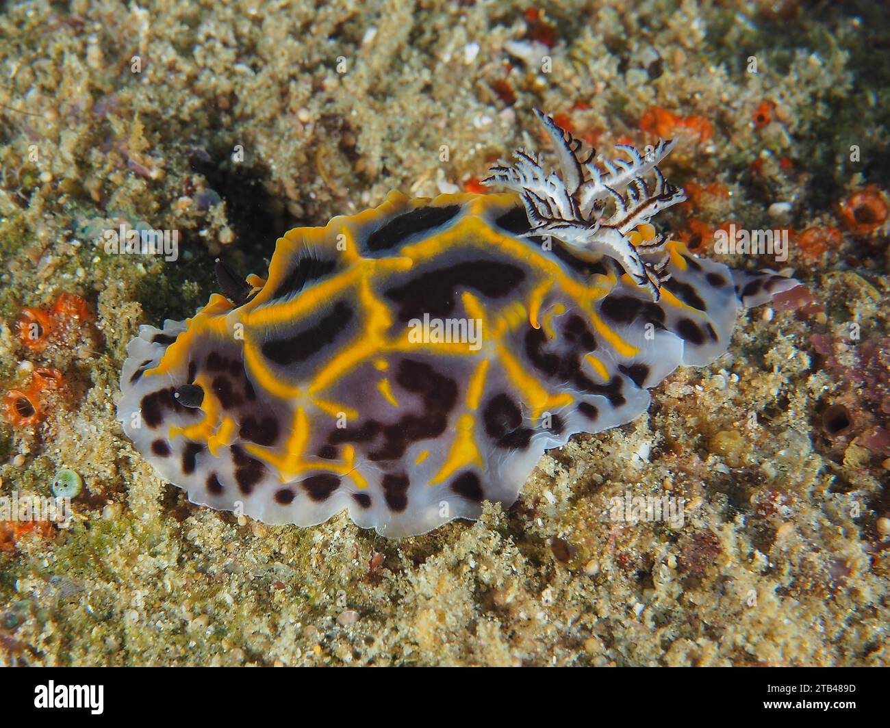 South African Halgerda (Halgerda wasinensis), star snail, dive site ...