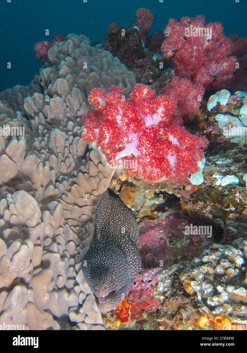 Turkey moray (Gymnothorax meleagris) under soft corals, Sodwana Bay ...