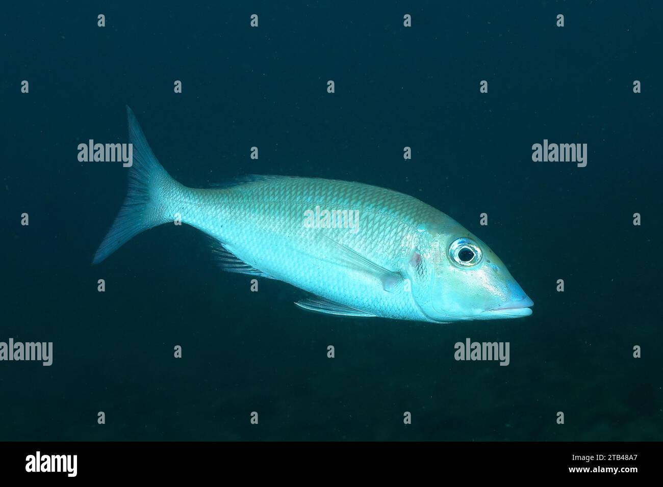 Sharphead street sweeper (Lethrinus microdon), Aliwal Shoal dive site ...