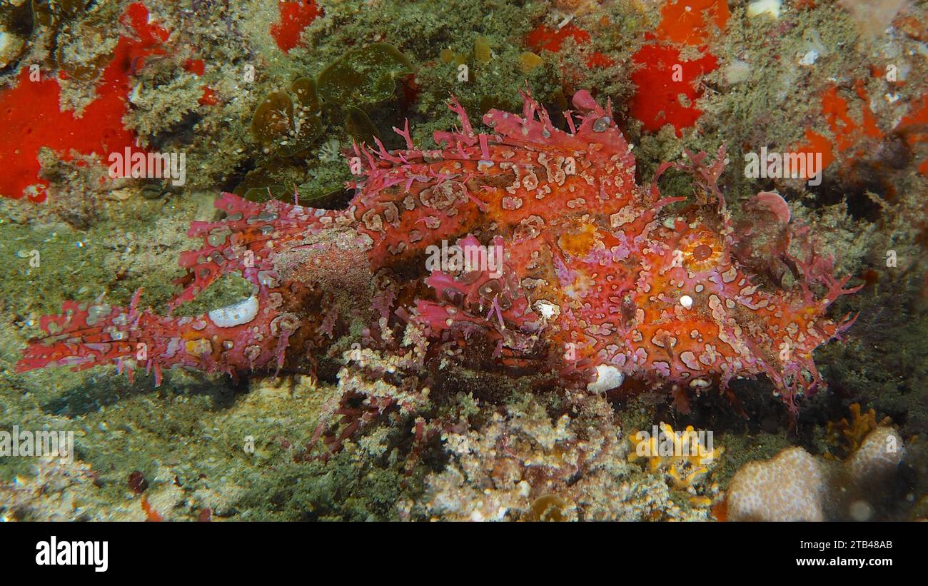 Red popeyed scorpionfish (Rhinopias frondosa), Sodwana Bay National ...