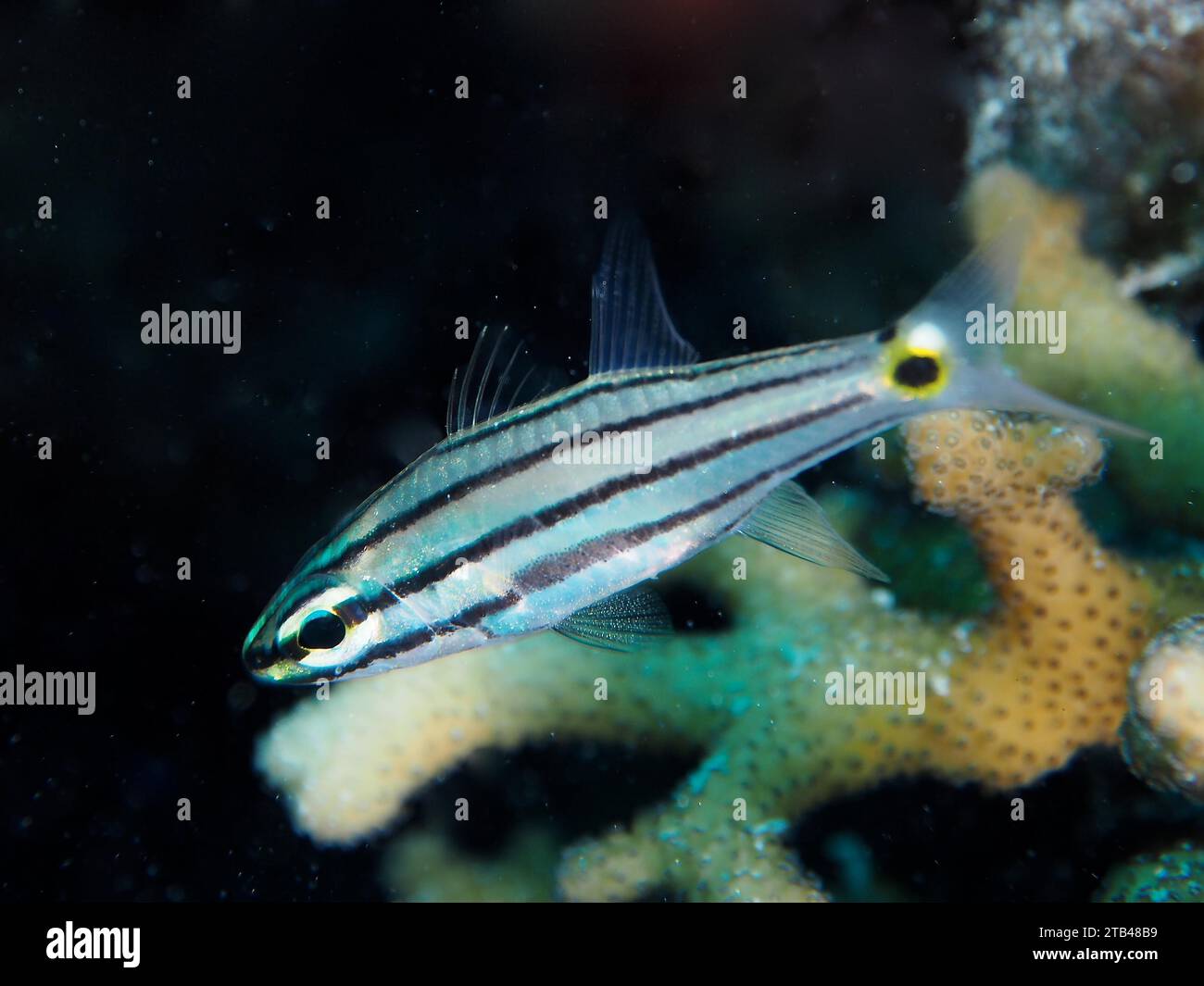 Five-striped cardinalfish (Cheilodipterus quinquelineatus), dive site ...