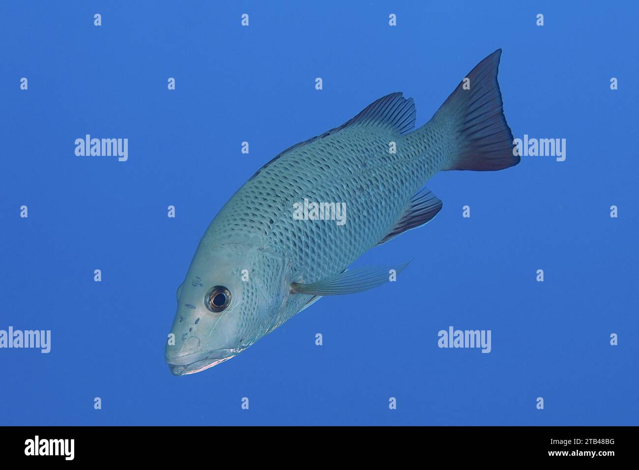 Mangrove red snapper (Lutjanus argentimaculatus), dive site House Reef ...