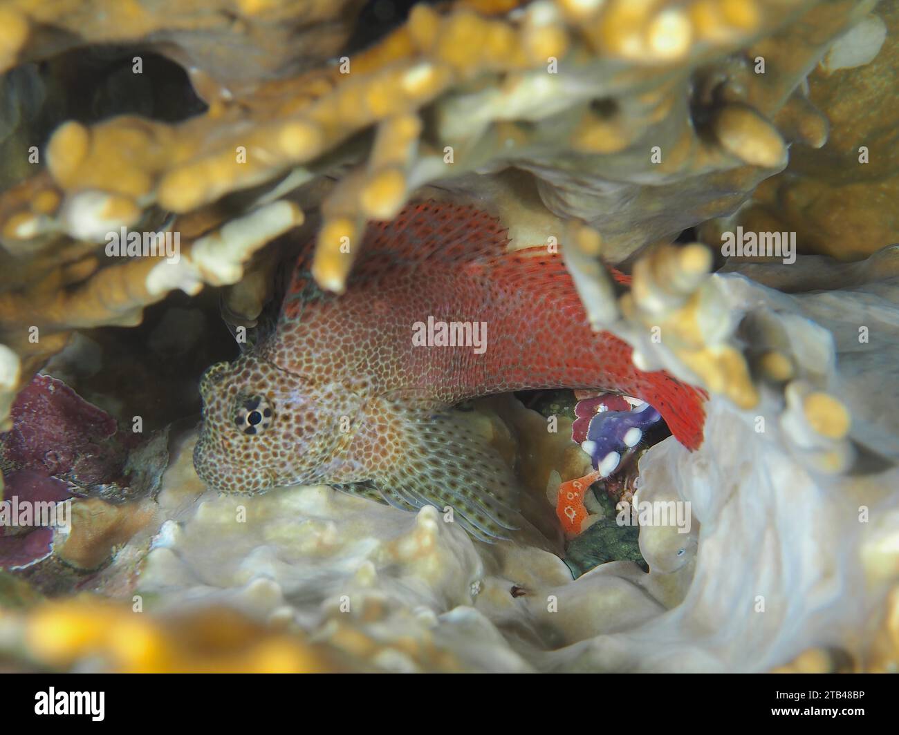 Leopard crested dogfish (Exallias brevis), dive site House Reef ...