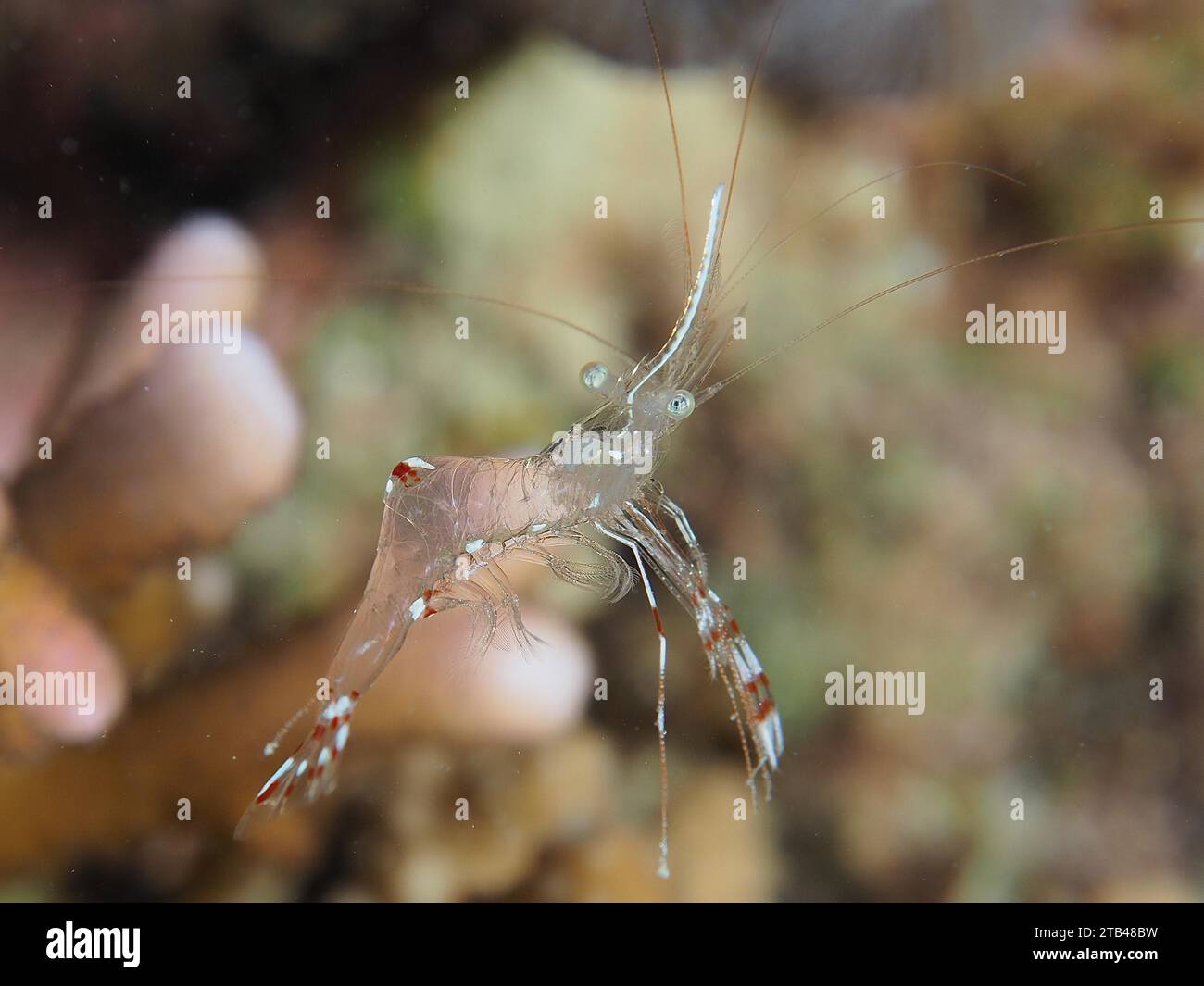 Transparent cave cleaner shrimp (Urocaridella), dive site House Reef ...