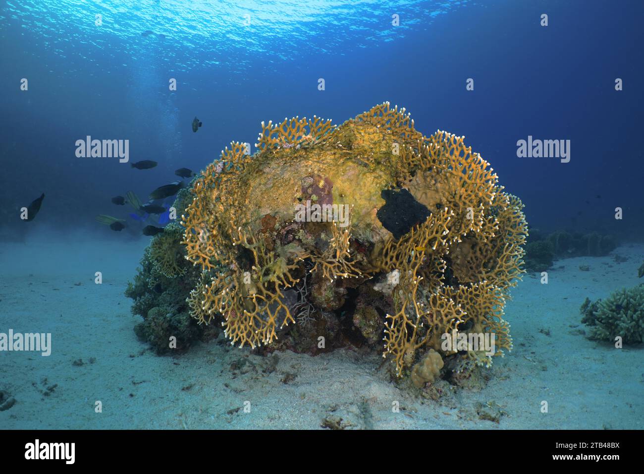 Net fire coral (Millepora dichotoma), net fire coral, dive site Shaab ...