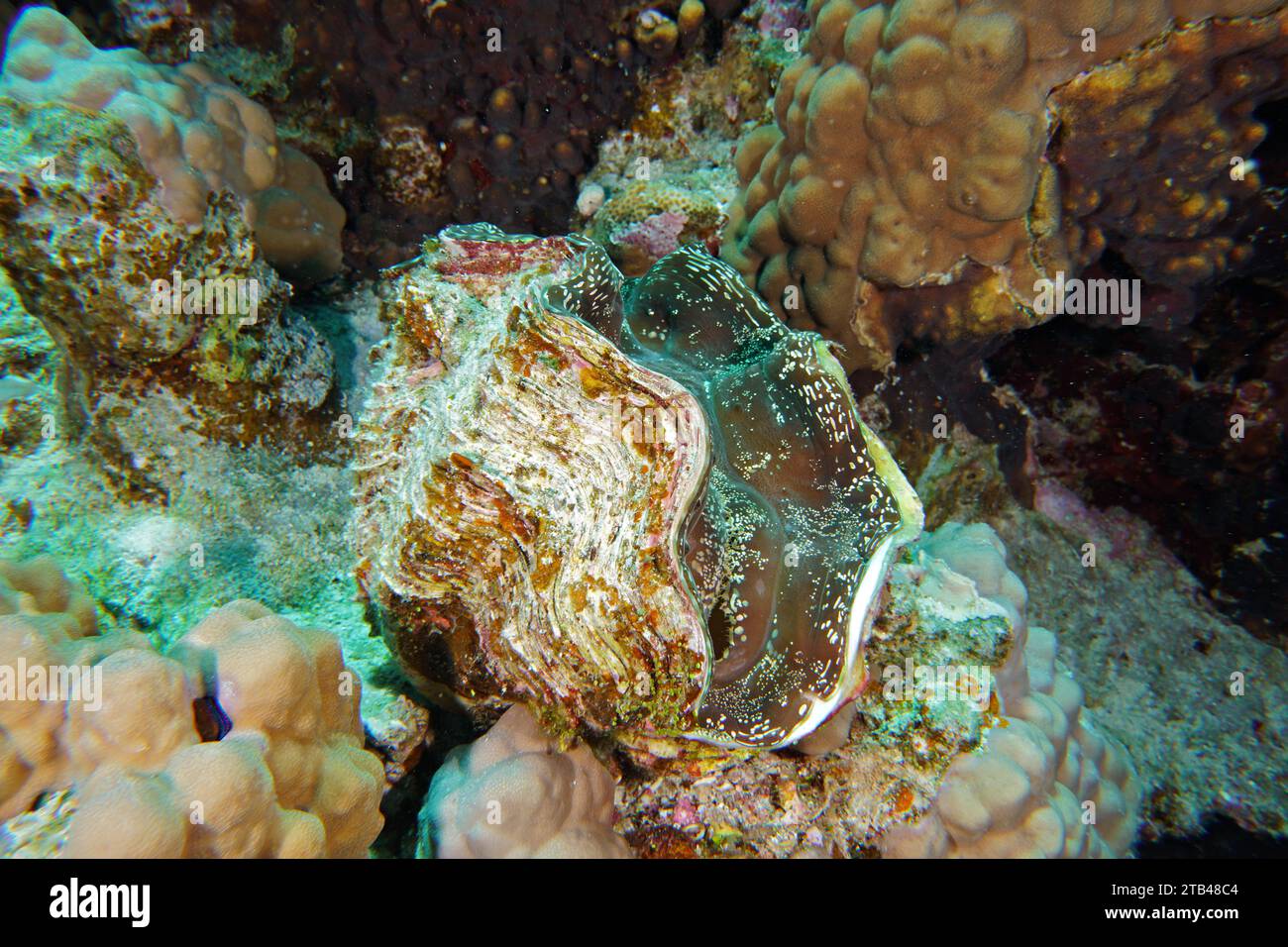 Common giant clam (Tridacna maxima), Panorama Reef dive site, Hurghada ...