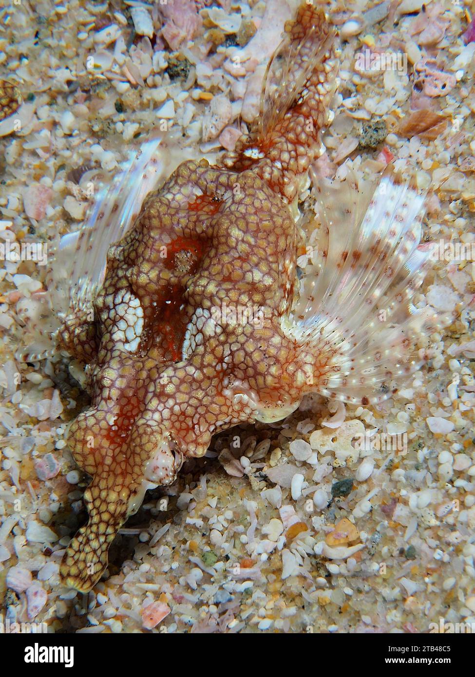 Little dragonfish (Eurypegasus draconis), dive site Sodwana Bay ...