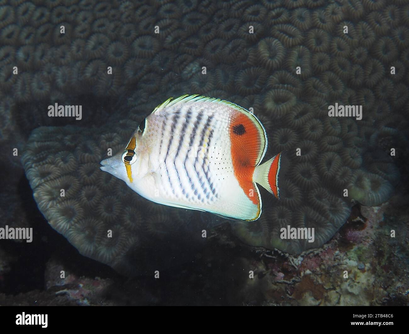 Eritrean butterflyfish (Chaetodon paucifasciatus), House Reef dive site ...