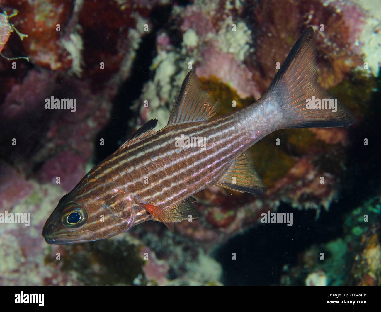 Largetoothed cardinalfish (Cheilodipterus macrodon), Dive Site House ...