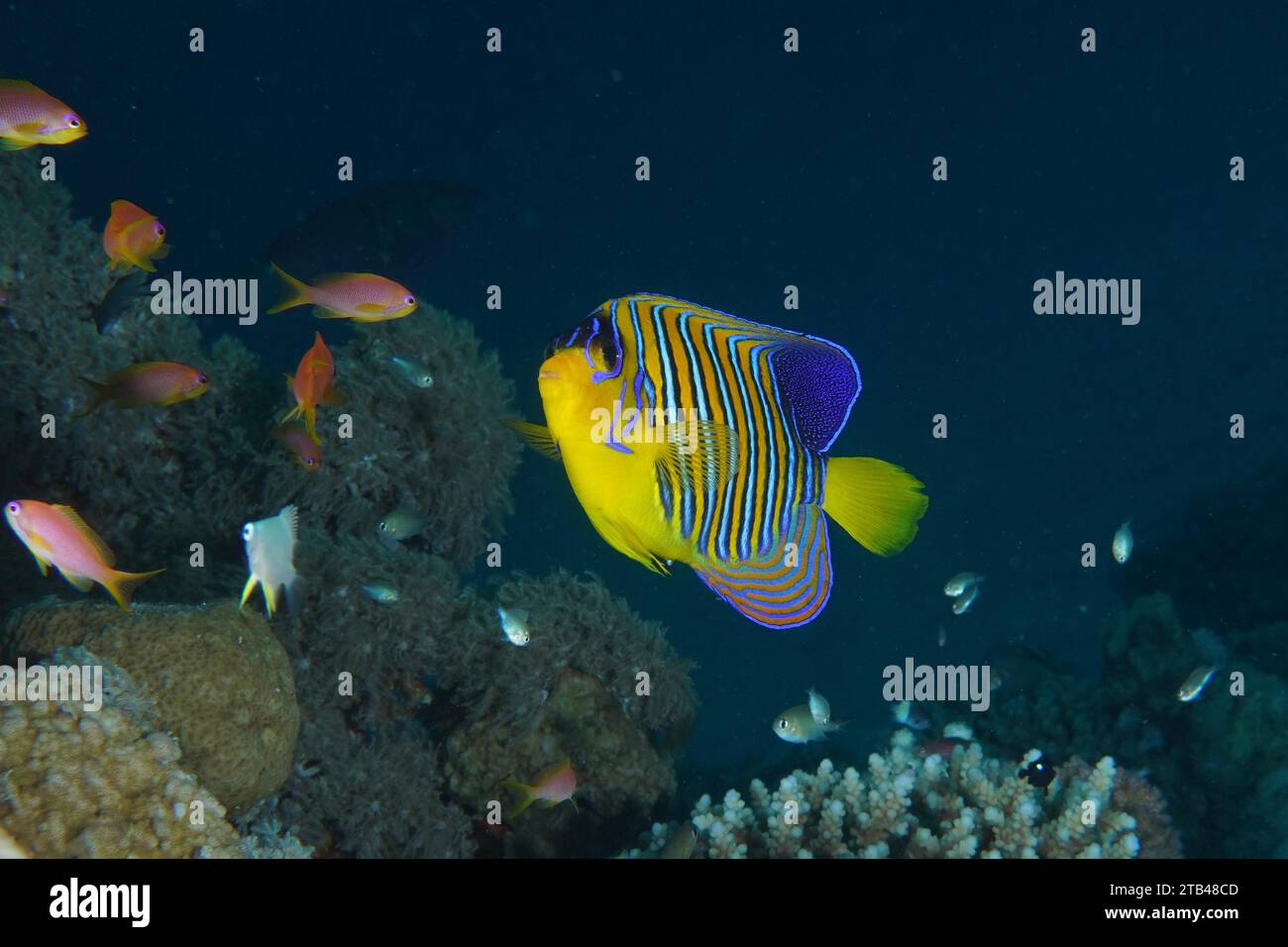 Royal angelfish (Pygoplites diacanthus), House Reef dive site, Mangrove ...