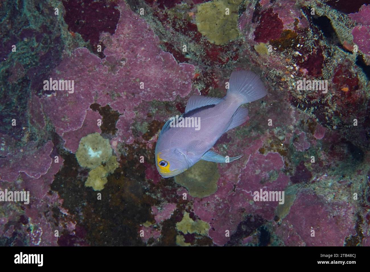 Red Sea Soapfish (Diploprion drachi), Soapfish, dive site House Reef ...