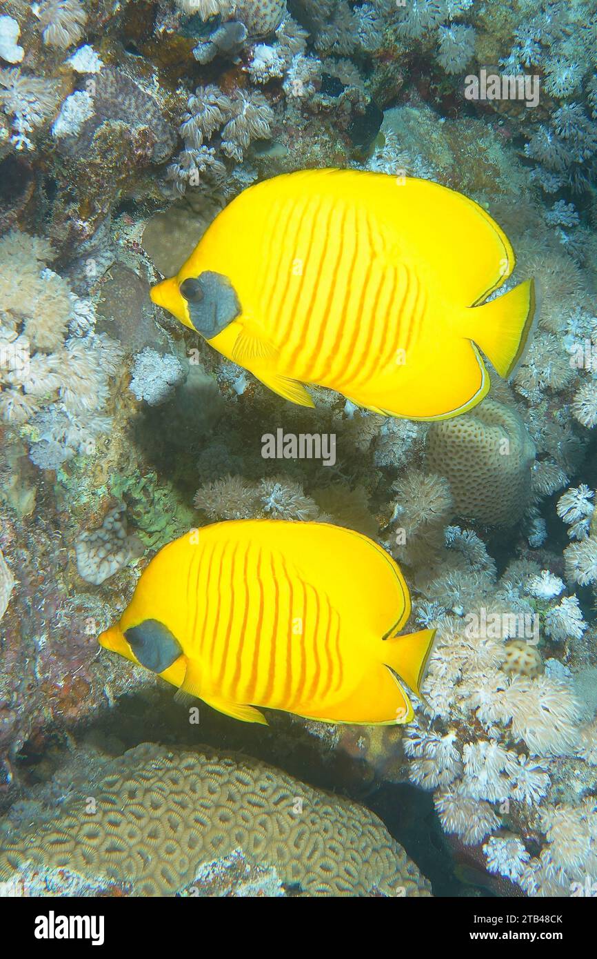 Pair of bluecheek butterflyfish (Chaetodon semilarvatus), dive site ...