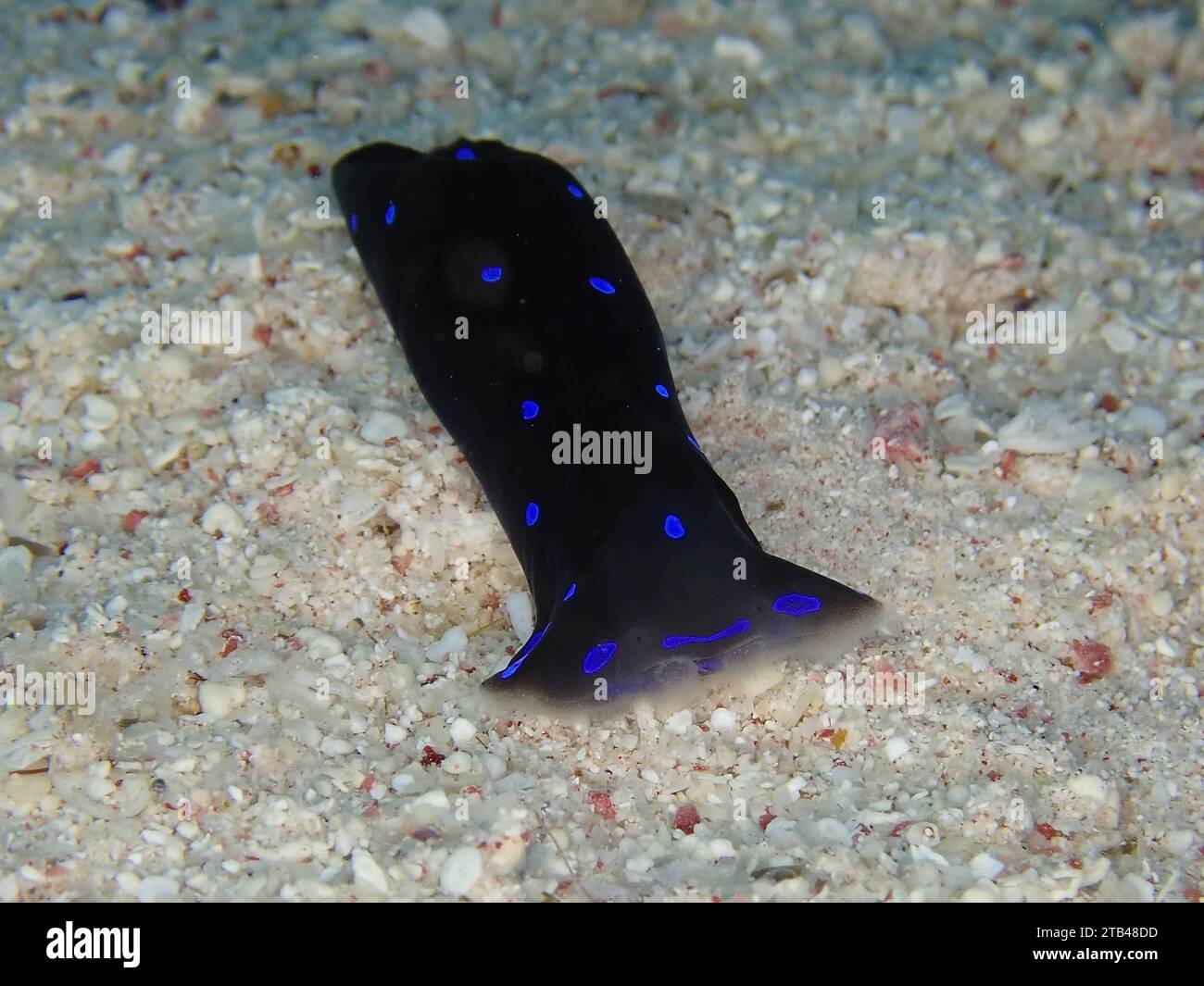 Blue dotted head slug (Chelidonura livida), House Reef dive site ...