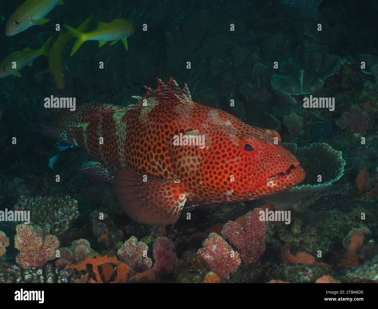 Red grouper (Epinephelus posteli), dive site Sodwana Bay National Park ...