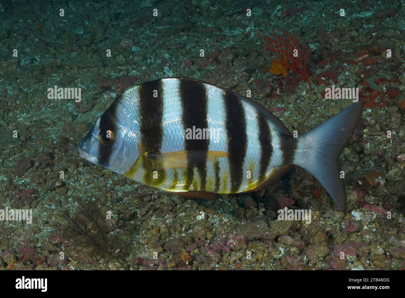 Diplodus cervinus hottentotus hi-res stock photography and images - Alamy