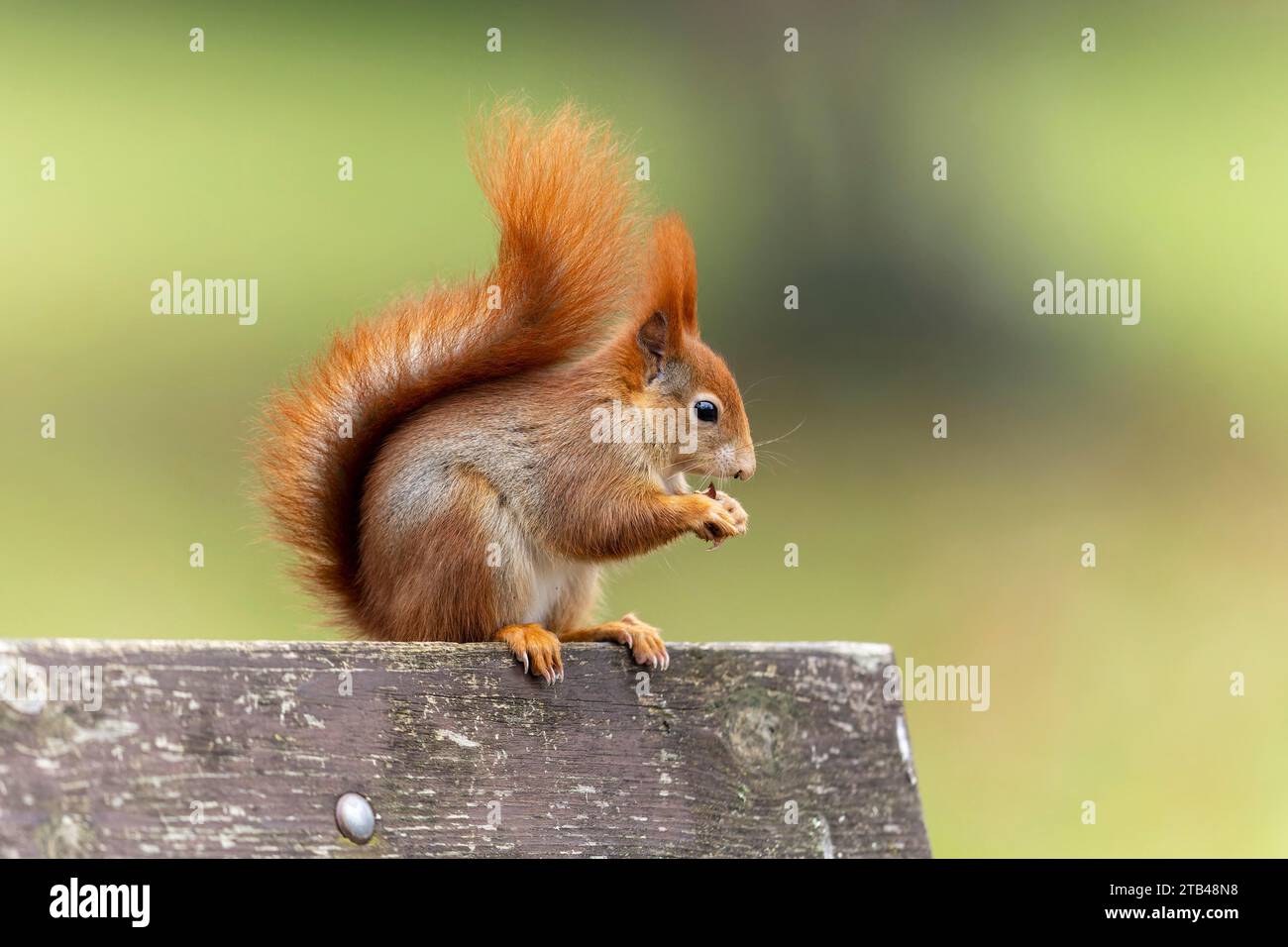 Eurasian red squirrel (Sciurus vulgaris) on a park bench, wildlife ...