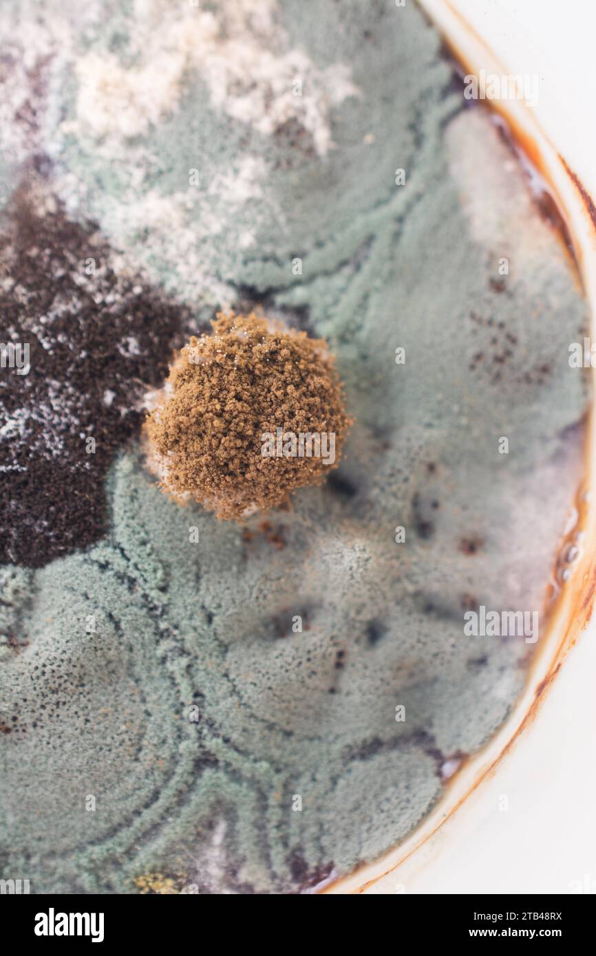 Mold on drink in a cup.background, fungus bacteria on surface Stock ...