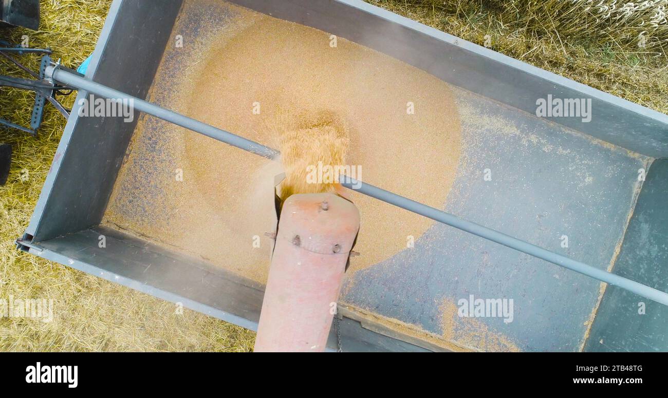 Wheat Grains Falling From Harvester In Container Stock Photo - Alamy