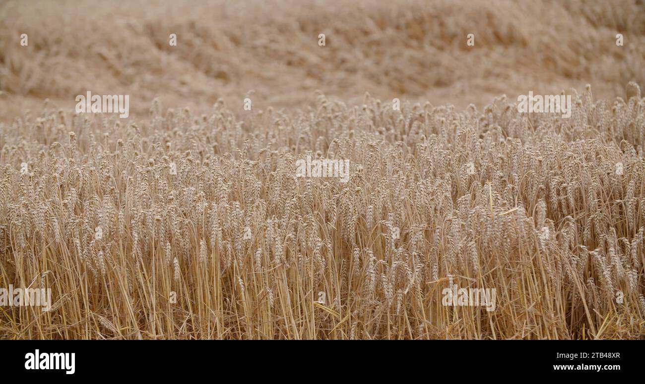 Flying Over Wheat Field Agriculture Stock Photo - Alamy