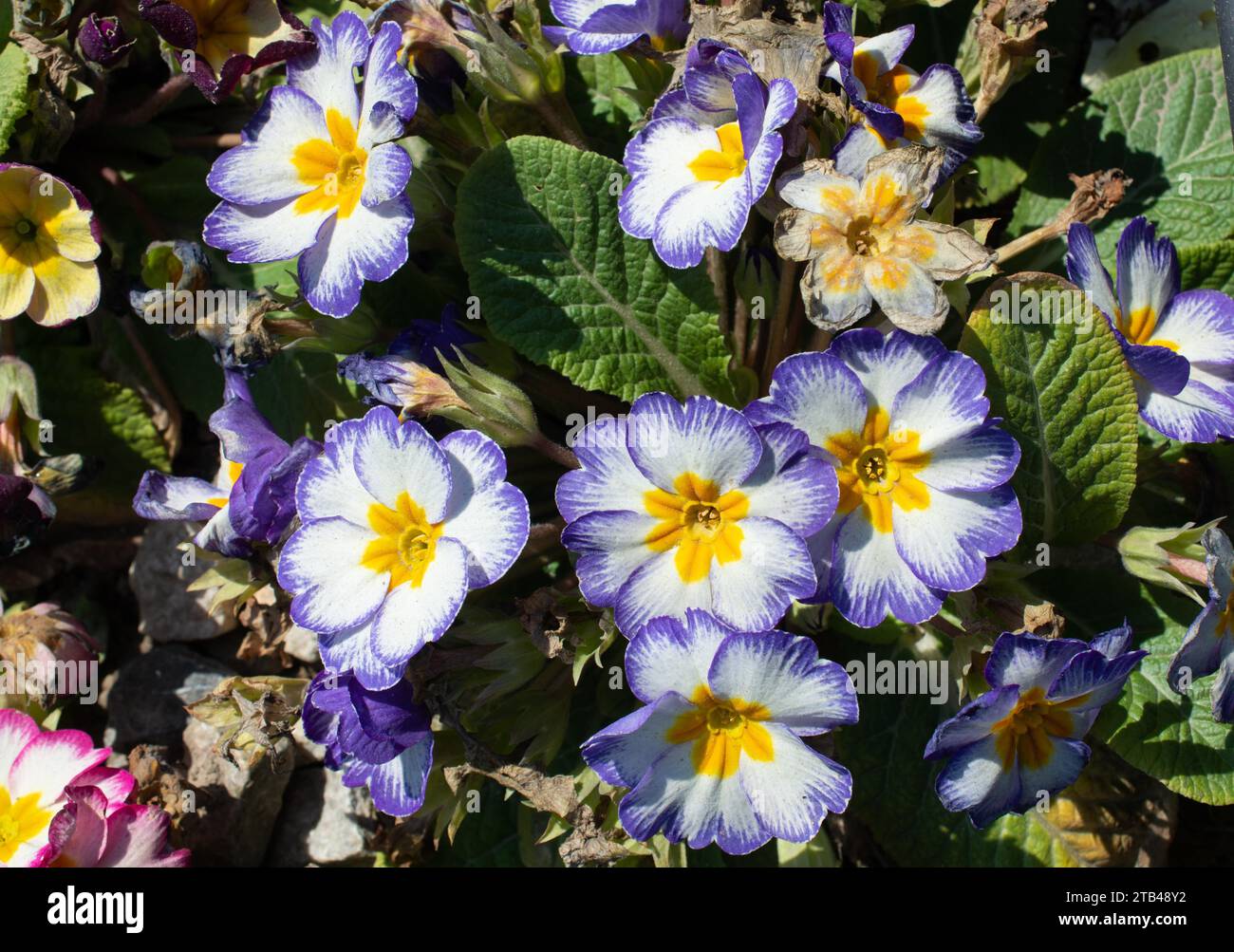 Blooming beautiful colorful natural flowers as floral background Stock ...