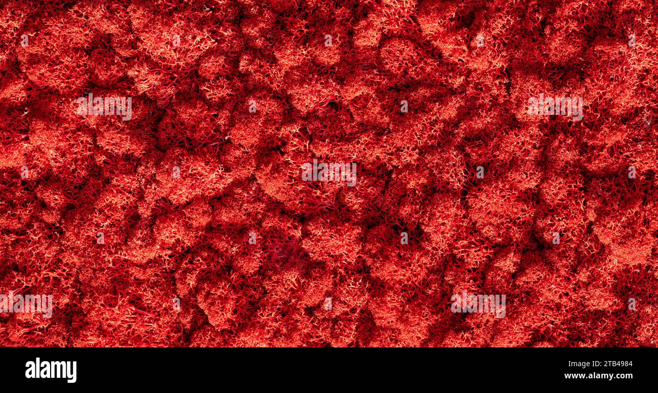 Red coloured moss, background Stock Photo - Alamy